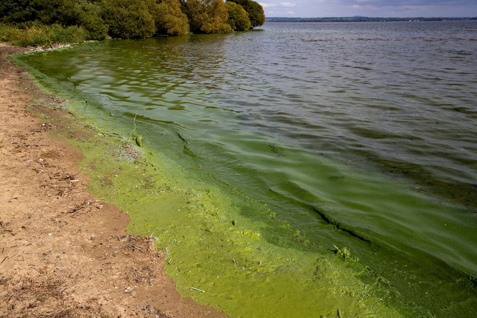 Orange and Green and blue-green algae – Socialist Voice